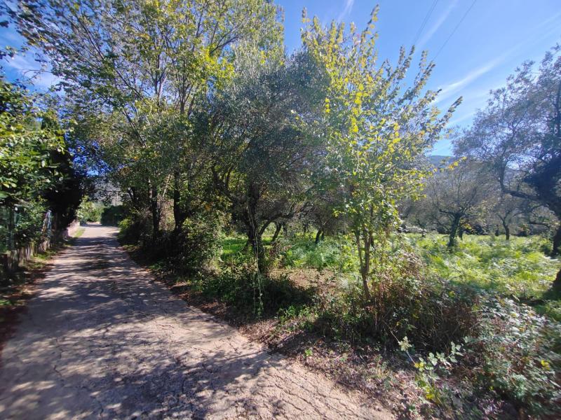 terreno-agricolo in Vendita a Latina